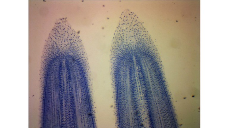 Solved Data Table 6: Onion Root Tip Observations | Chegg.com