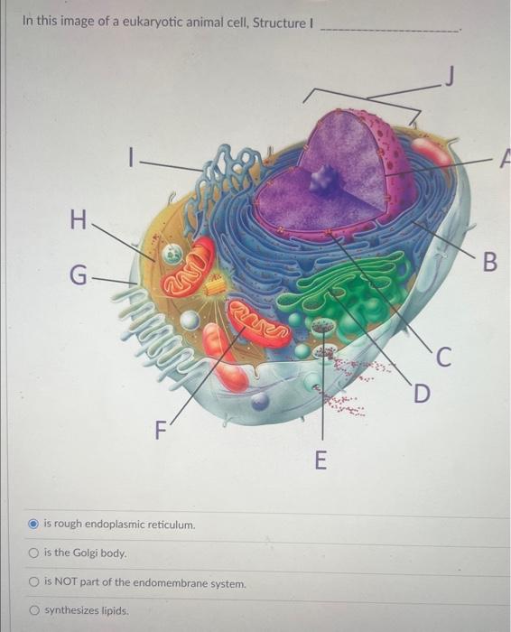 Solved In this image of a eukaryotic animal cell, Structure | Chegg.com