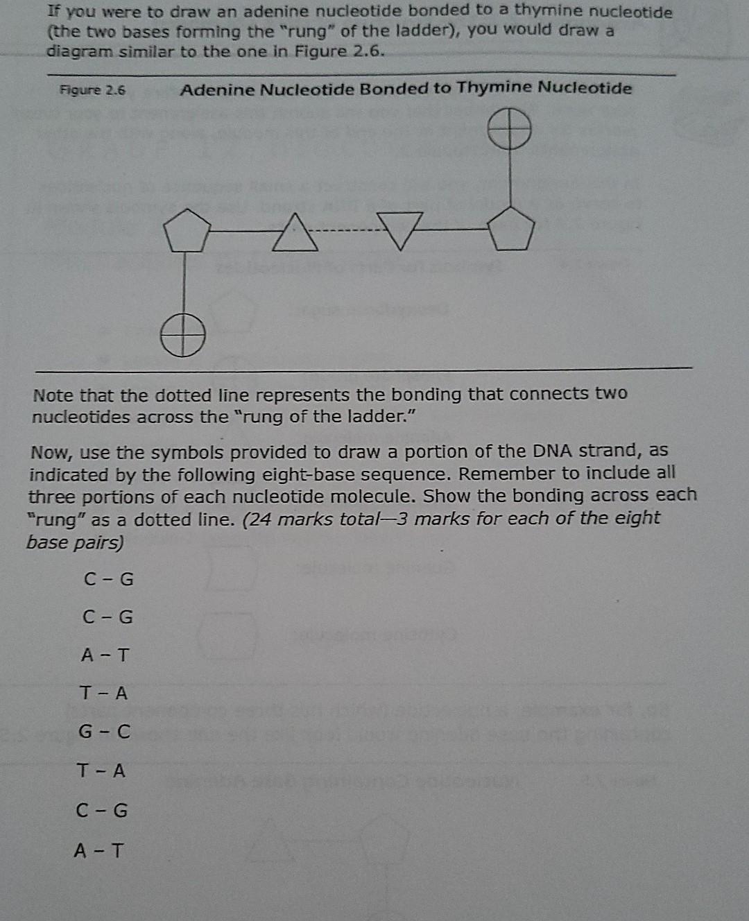 Solved If you were to draw an adenine nucleotide bonded to a | Chegg.com