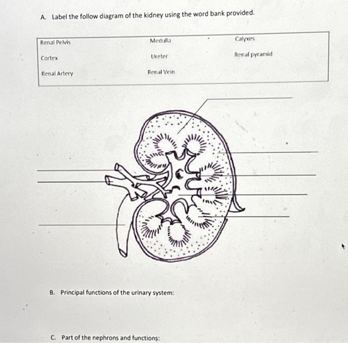 Solved A. Label the follow diagram of the kidney using the | Chegg.com