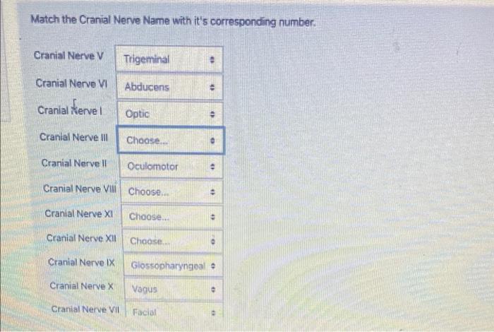 Solved Match the Cranial Nerve Name with it's corresponding | Chegg.com