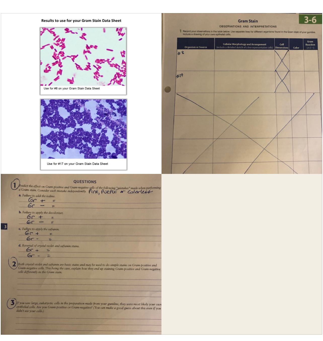 Solved Results to use for your Gram Stain Data SheetLGram | Chegg.com