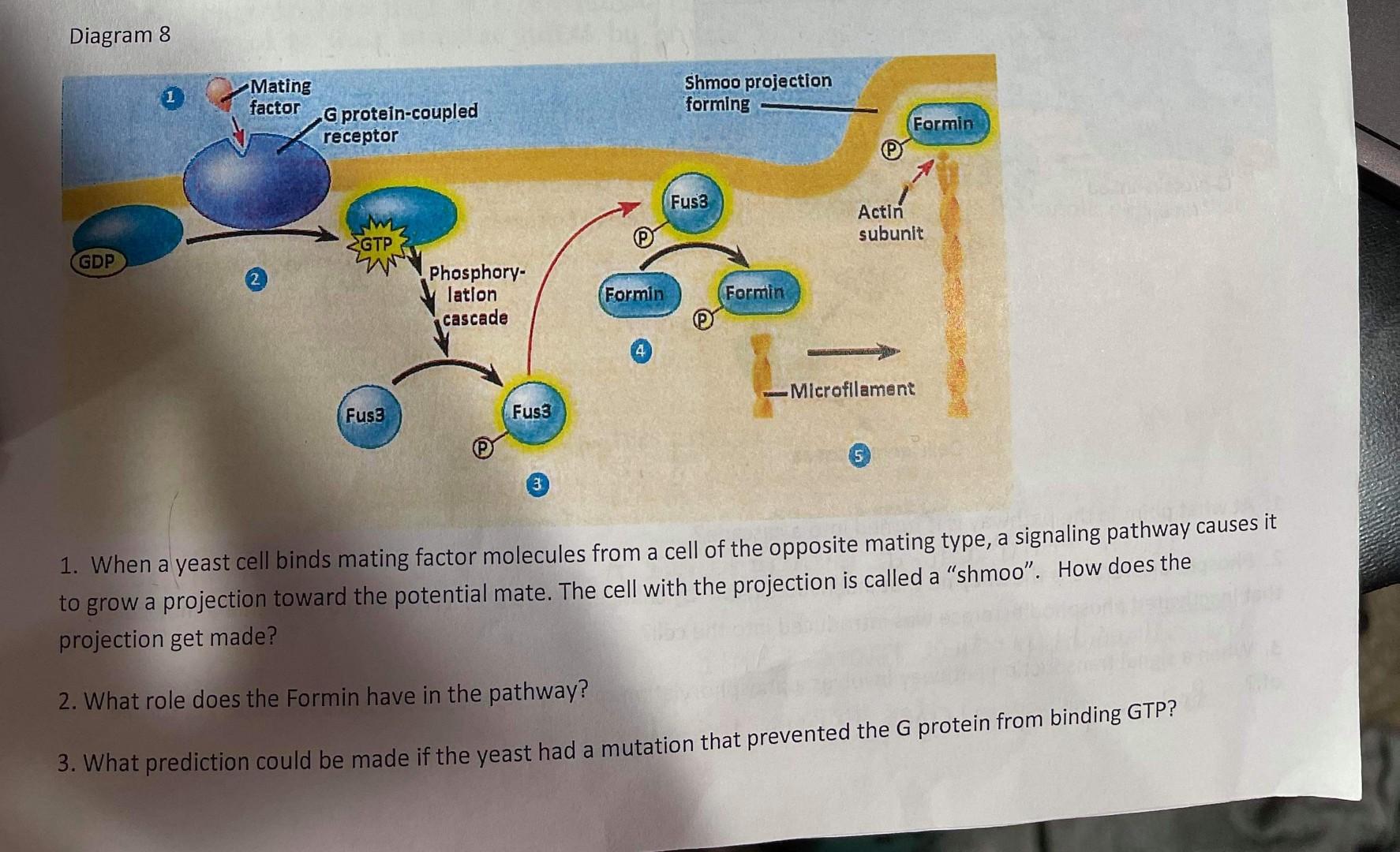 Solved Diagram 8 1 Mating factor Shmoo projection forming G | Chegg.com