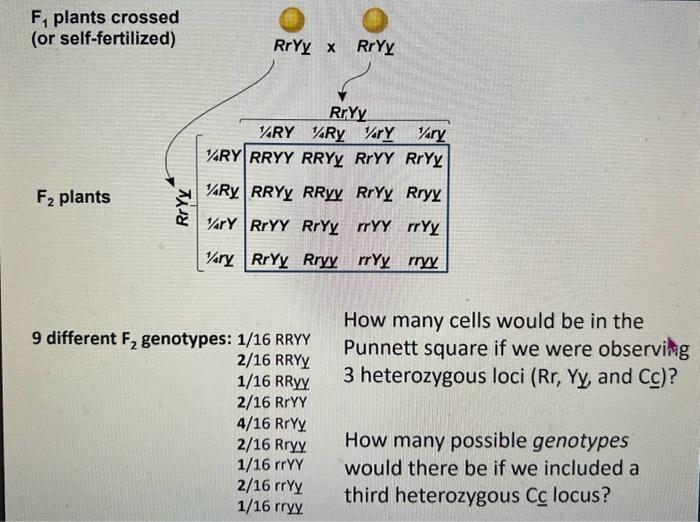 Solved 9 different F2 genotypes: 1/16 RRYY 2/16 RRYY 1/16 | Chegg.com