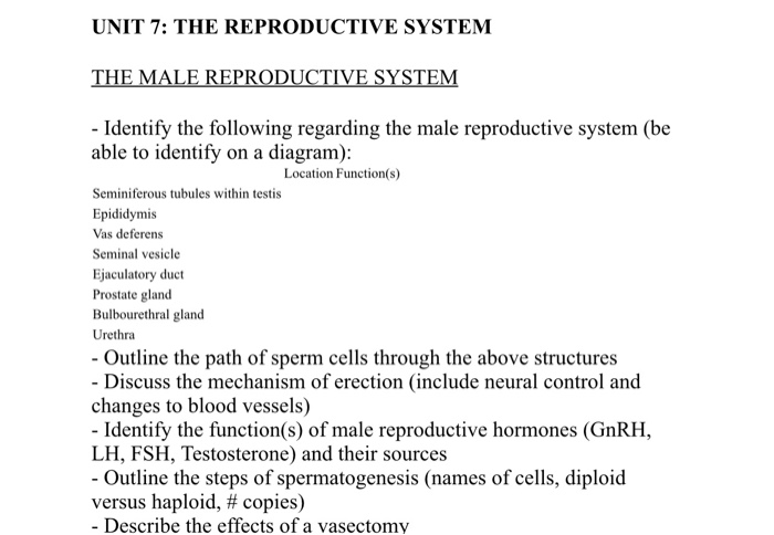 Solved UNIT 7: THE REPRODUCTIVE SYSTEM THE MALE REPRODUCTIVE | Chegg.com