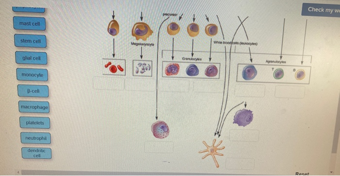 Solved Label the figure with the correct leukocyte types | Chegg.com