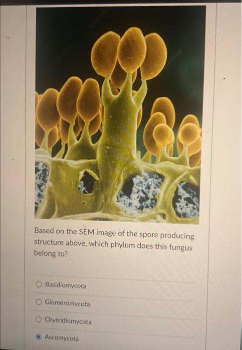 Basidiomycota Spores