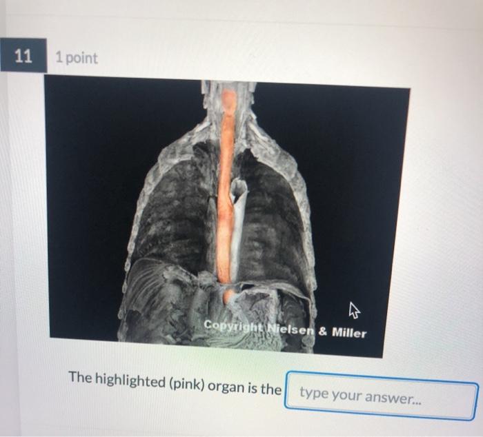 Solved 1 point A Dissection Shawn Miller, Photograph Mark | Chegg.com