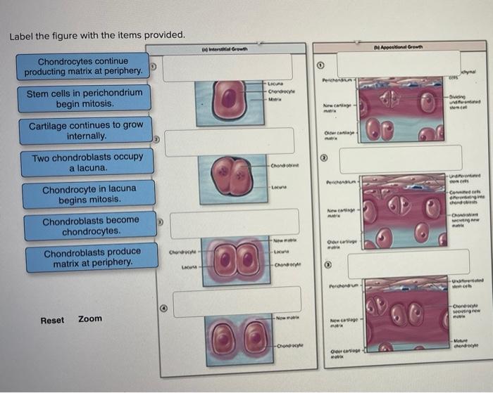 Solved Label the figure with the items provided. MIA | Chegg.com