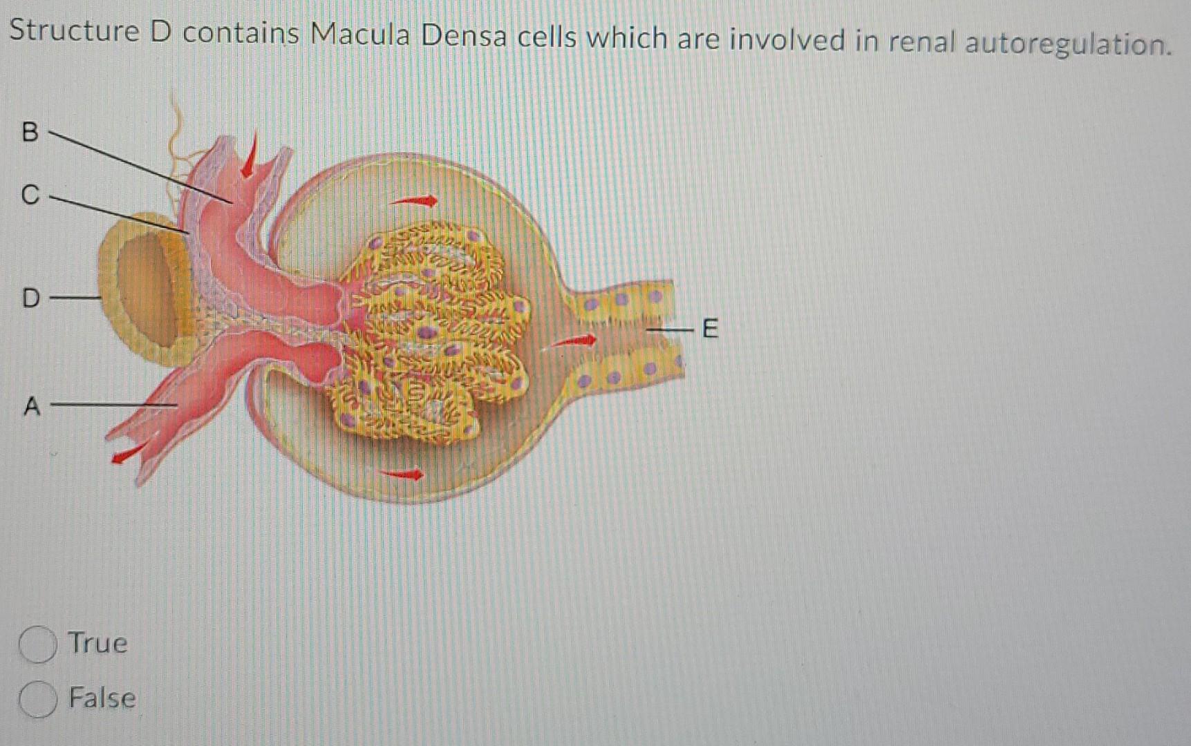 Solved Structure D contains Macula Densa cells which are | Chegg.com