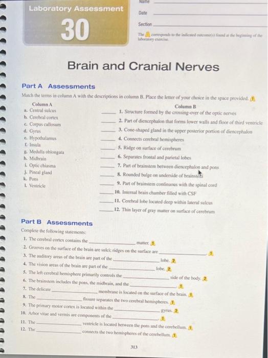 Solved Brain and Cranial Nerves Part A Assessments Match the | Chegg.com