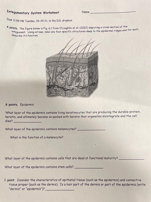 Solved Integumentary System Worksheet Name Due 11:59 PM | Chegg.com