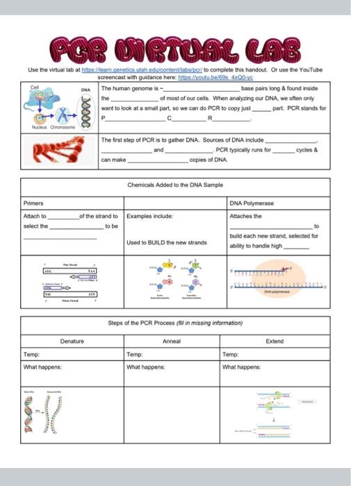 Solved Use the virtual lab at hittsilleam cenetics | Chegg.com