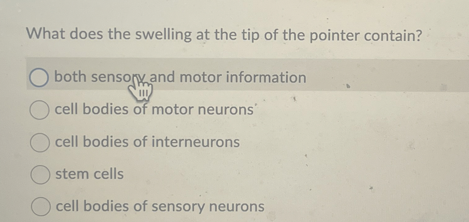 Solved What does the swelling at the tip of the pointer | Chegg.com