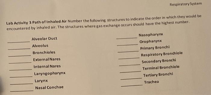 Solved Respiratory System Lab Activity 3 Path of inhaled Air | Chegg.com