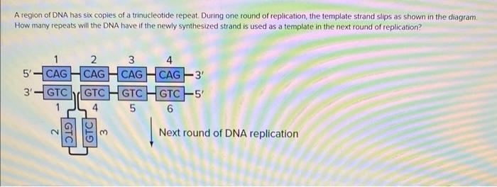 Solved A region of DNA has six copies of a trinucleotide | Chegg.com