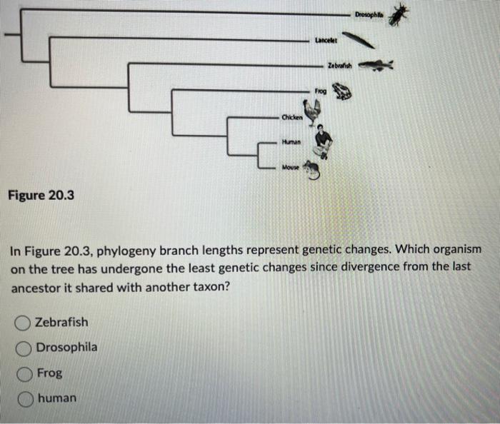 Solved In Figure 20.3, phylogeny branch lengths represent | Chegg.com
