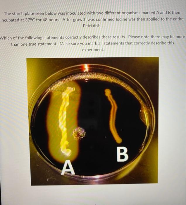 Solved The starch plate seen below was inoculated with two | Chegg.com
