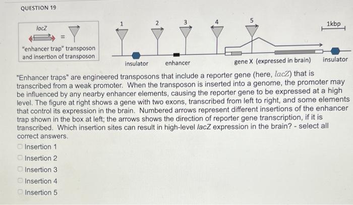 Solved QUESTION 19 2 3 1kbp lacz "enhancer trap" transposon | Chegg.com