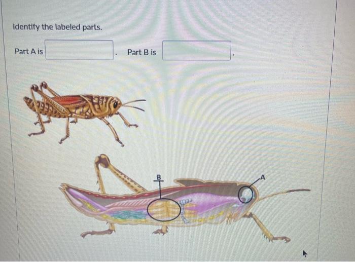 Solved Identify the labeled parts. Part A is Part B is | Chegg.com
