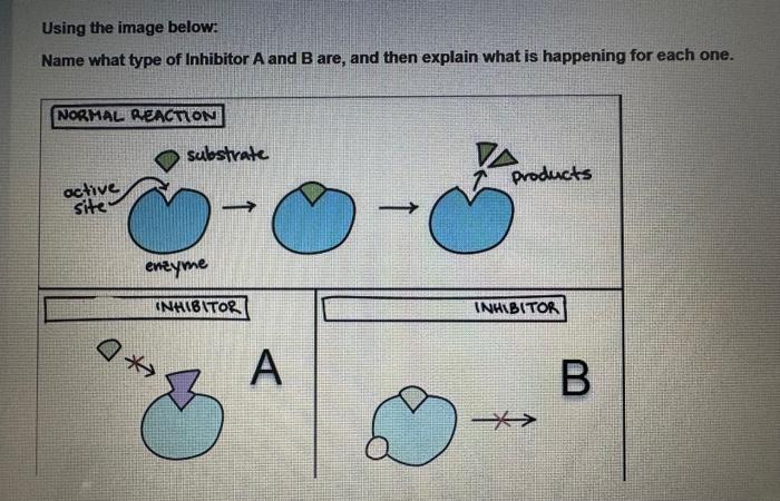 Solved Using the image below: Name what type of Inhibitor A | Chegg.com