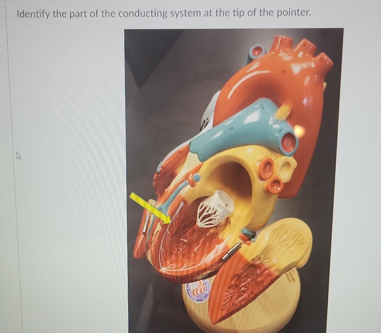 Solved Identify the part of the conducting system at the tip | Chegg.com