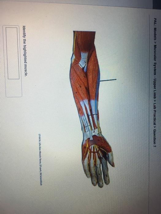 Solved PAL: Models > Muscular System - Trunk > Lab Practical | Chegg.com Solved PAL: Models > Muscular System - Trunk > Lab Practical | Chegg.com