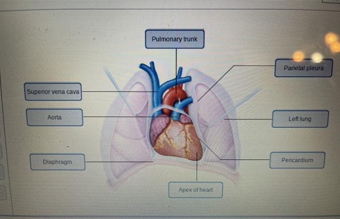 Solved -labeling Activity: Figure 17.3 Drag the appropriate | Chegg.com