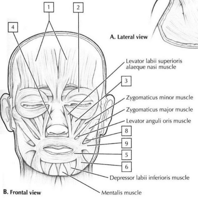 Solved 2 A. Lateral view Levator labii superioris alaeque | Chegg.com