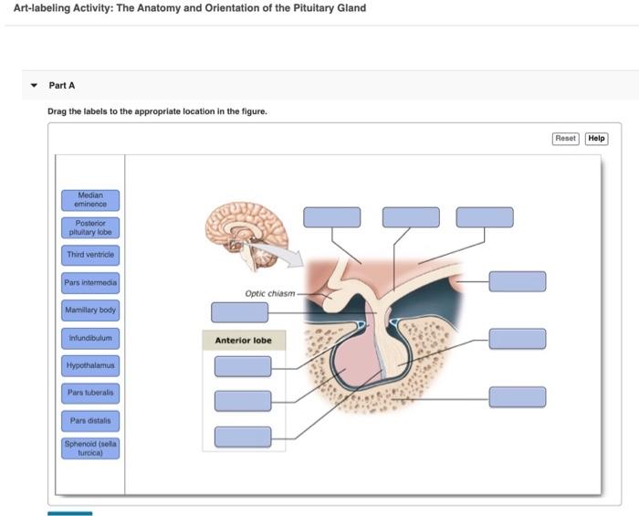 Solved Art-labeling Activity: The Anatomy and Orientation of | Chegg.com