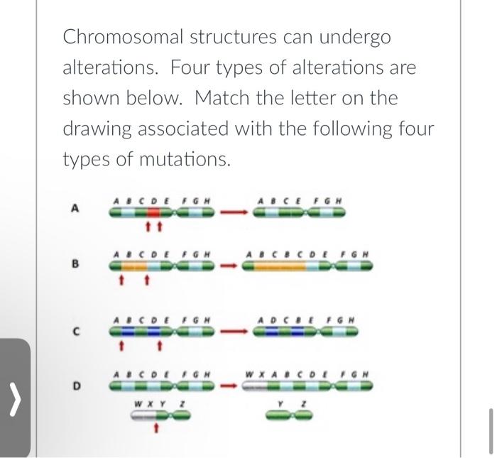 Solved Chromosomal structures can undergo alterations. Four | Chegg.com