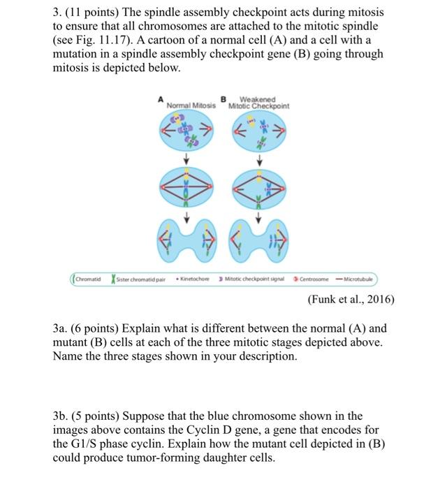 Solved 3. (11 points) The spindle assembly checkpoint acts | Chegg.com