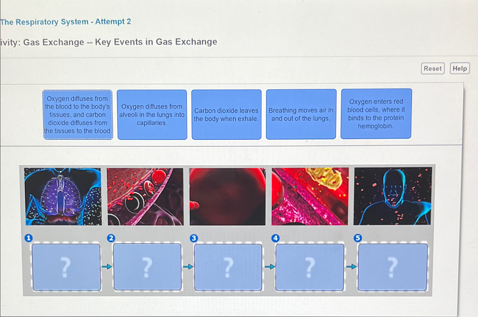 Solved The Respiratory System - ﻿Attempt 2ivity: Gas | Chegg.com