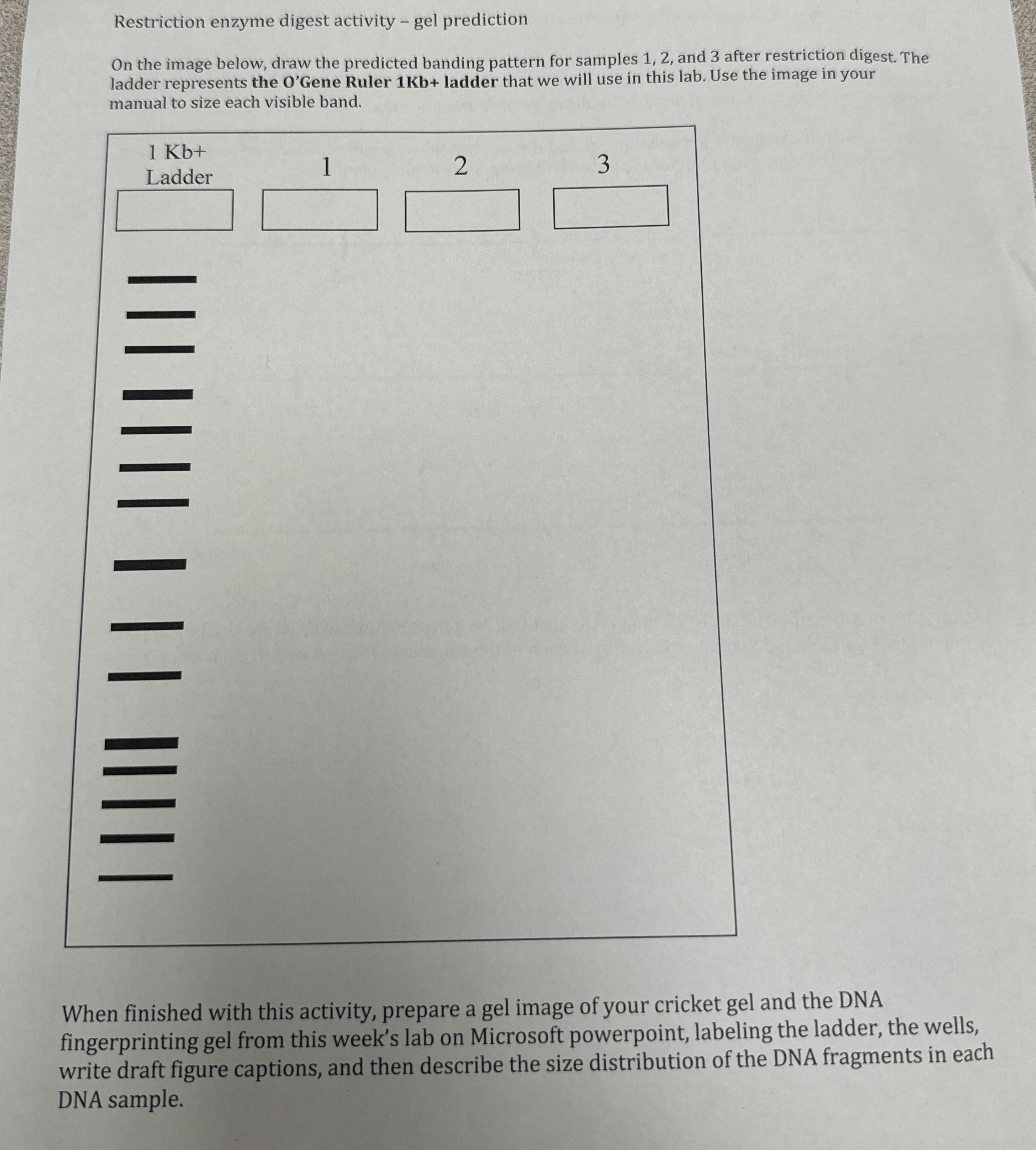 Solved Restriction enzyme digest activity - ﻿gel | Chegg.com