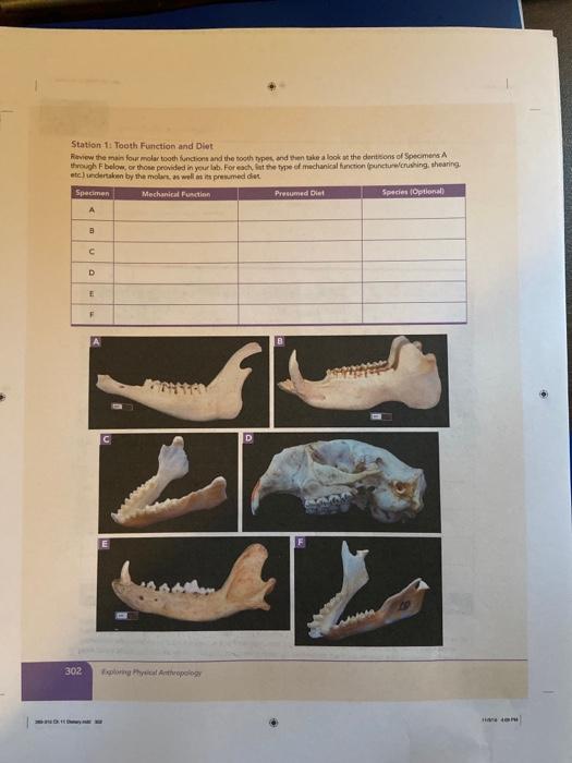 Solved Station 1. Tooth Function and Diet Review the main | Chegg.com