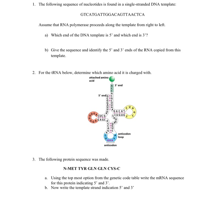Solved 1. The following sequence of nucleotides is found in | Chegg.com
