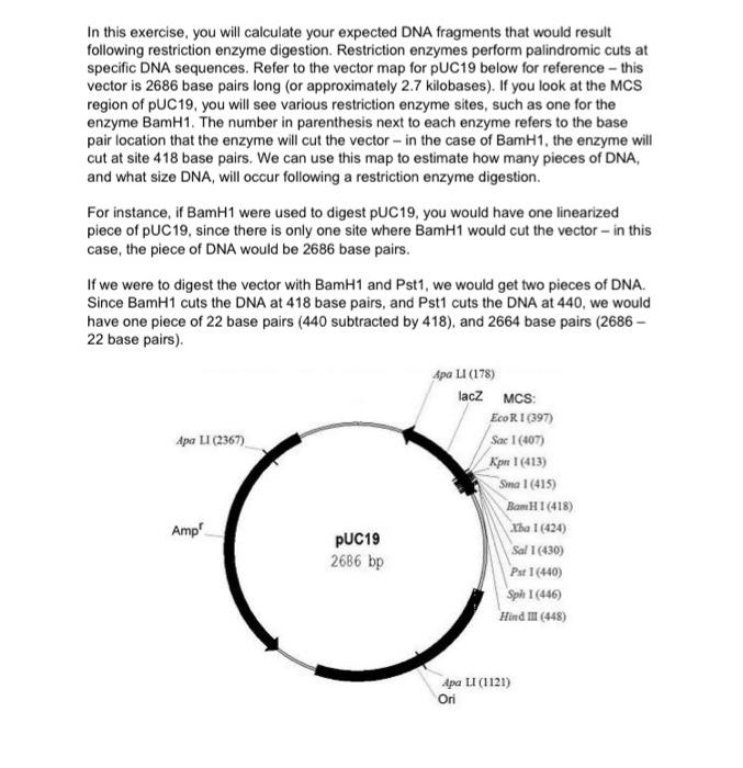 Solved Main concepts: Use the plasmid map for pUC19 (in your | Chegg.com