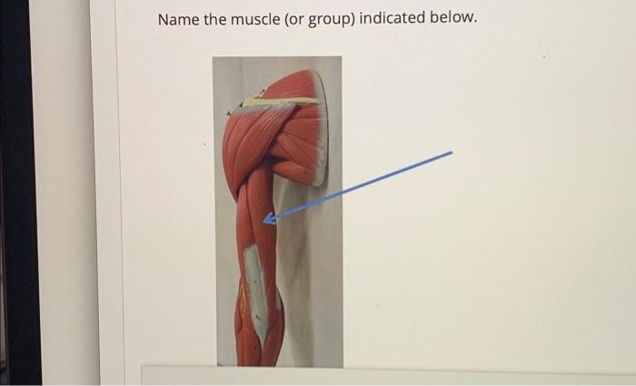 Solved Name the muscle (or group) indicated below. | Chegg.com