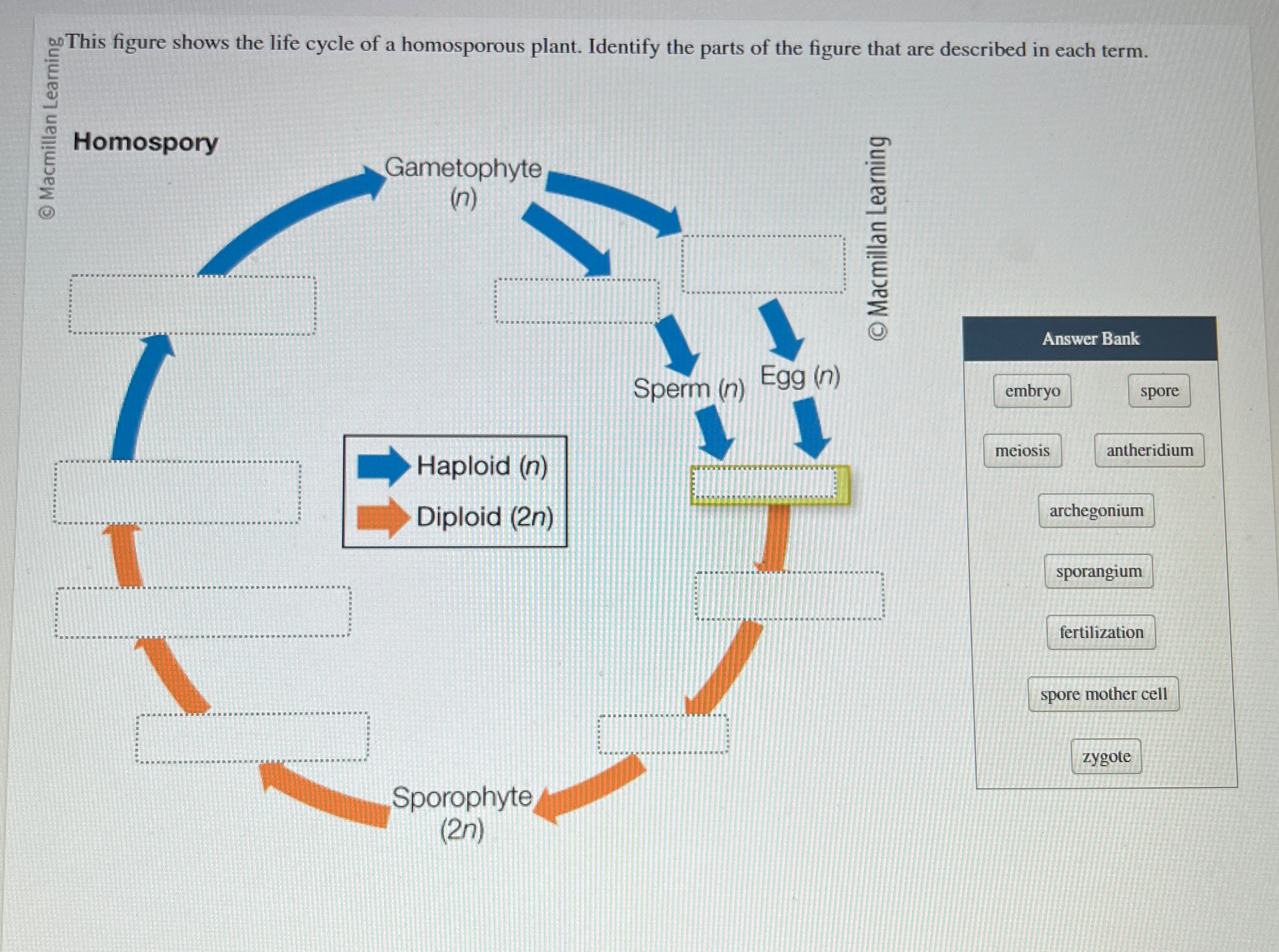 Solved Do This figure shows the life cycle of a homosporous | Chegg.com