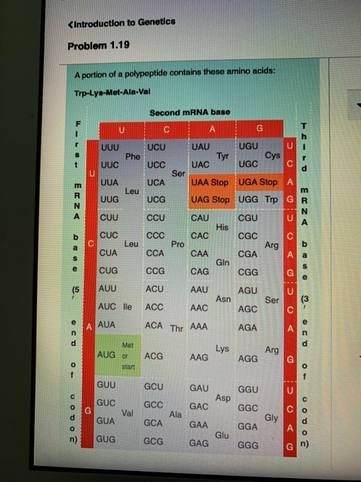Solved Using the genetic codon chart, write the possible | Chegg.com