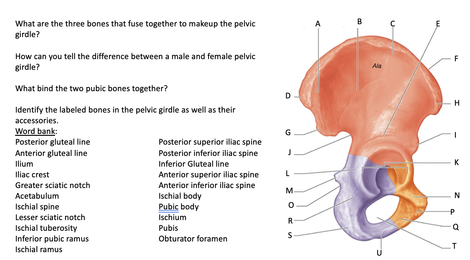 Solved What bind the two pubic bones together?Identify the | Chegg.com