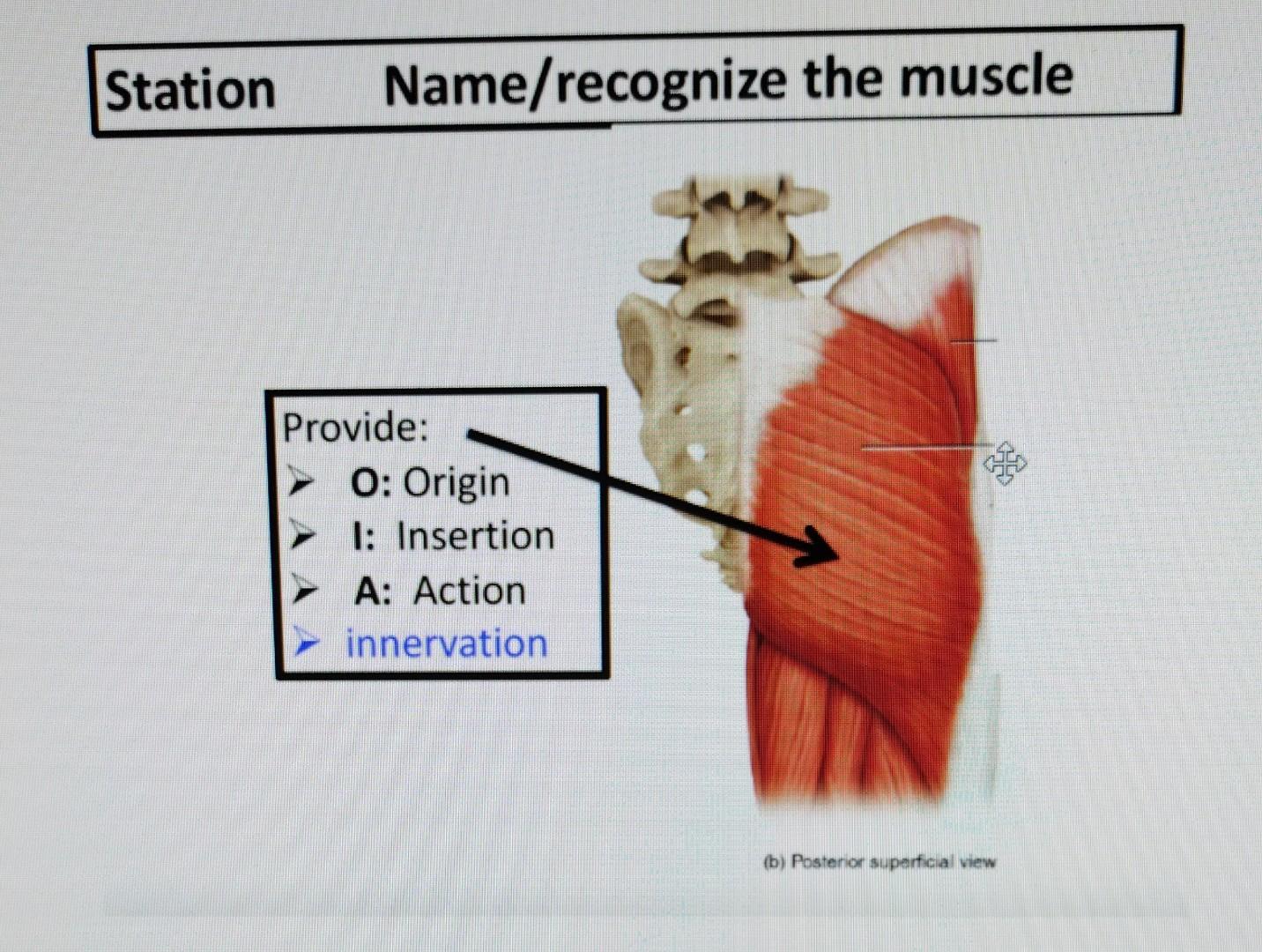 Solved S Station Name/recognize the muscle | Chegg.com