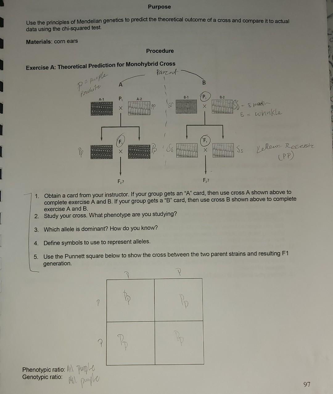 Solved Purpose Use the principles of Mendelian genetics to | Chegg.com