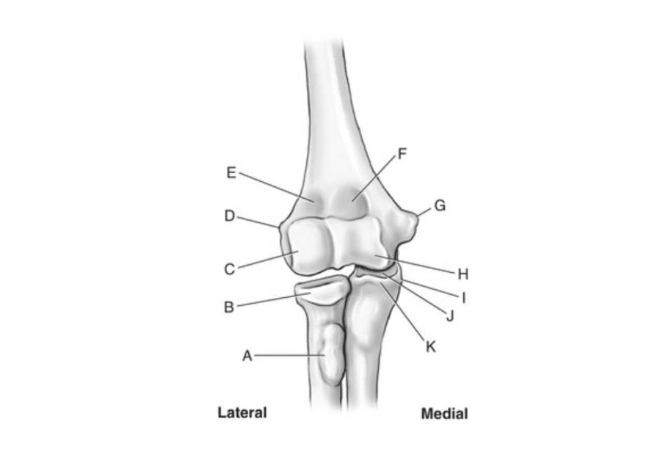 Solved Label anatomy | Chegg.com Solved Label anatomy | Chegg.com
