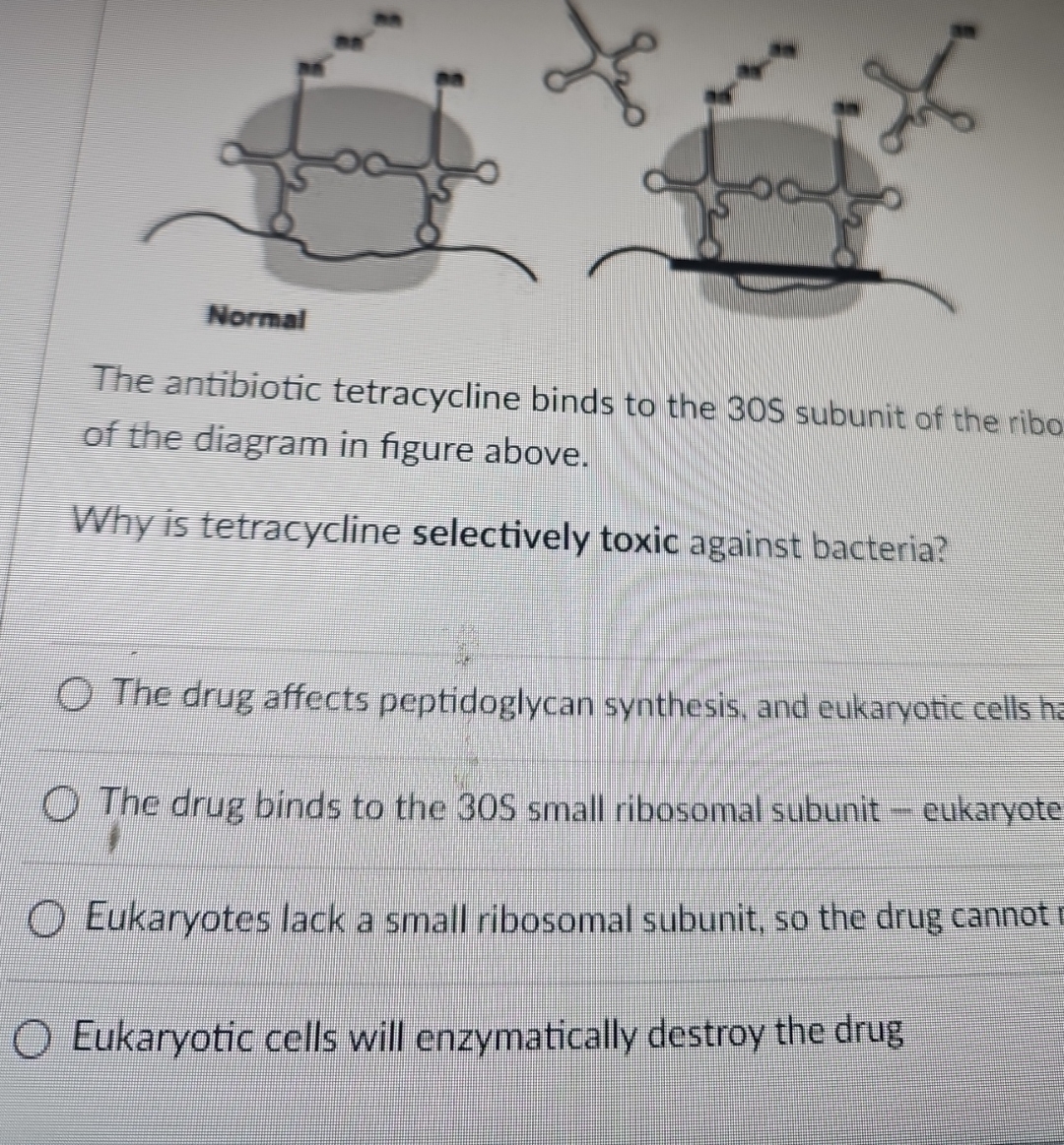 Solved NormalThe antibiotic tetracycline binds to the 305 | Chegg.com
