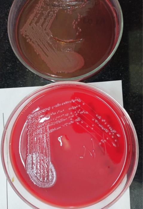 Solved Identify organism | Chegg.com