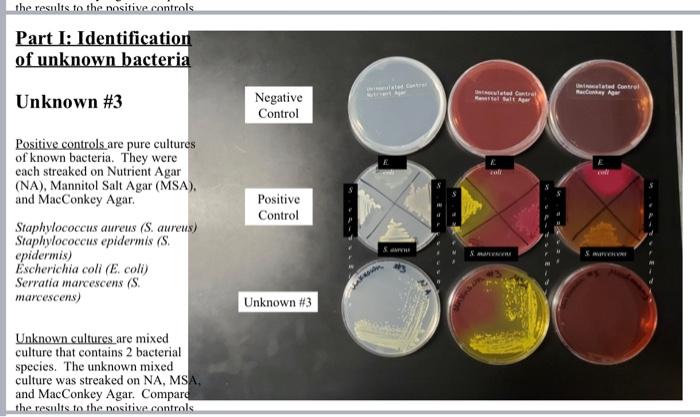 Day 1 Identification of unknown bacteria Using the | Chegg.com
