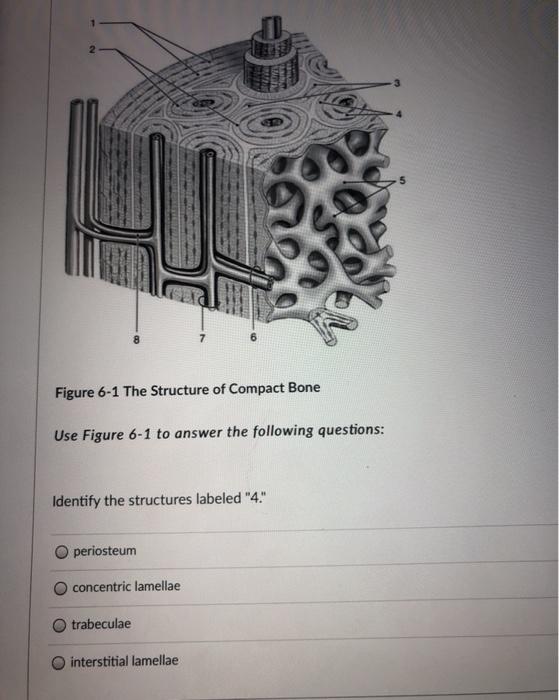 Solved 2 Figure 6-2 Endochondral Ossification Use Figure 6-2 | Chegg.com Solved 2 Figure 6-2 Endochondral Ossification Use Figure 6-2 | Chegg.com
