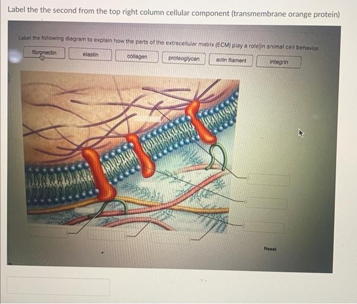 Solved Label the right blue feather like component: Identify | Chegg.com