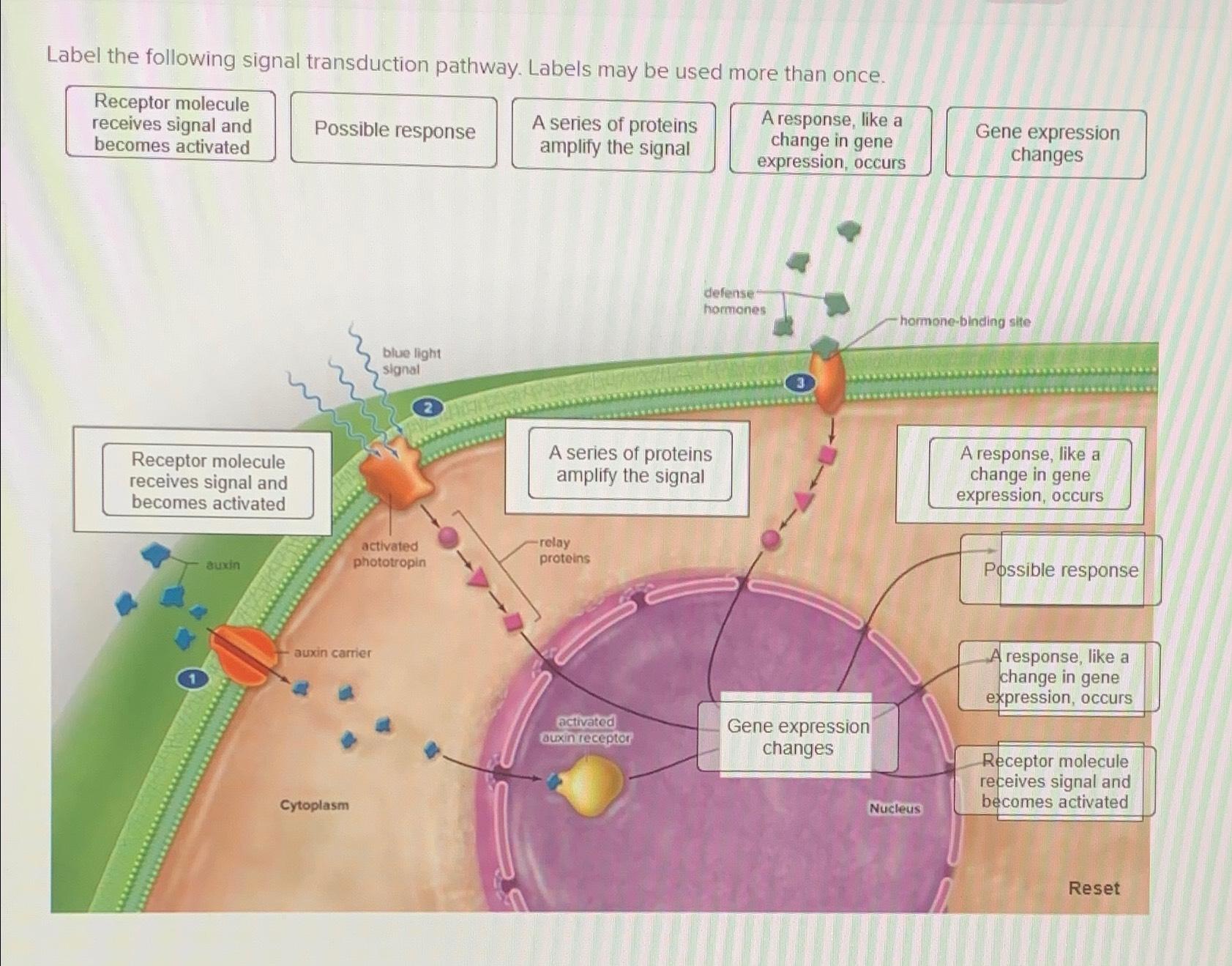 Solved Label the following signal transduction pathway. | Chegg.com
